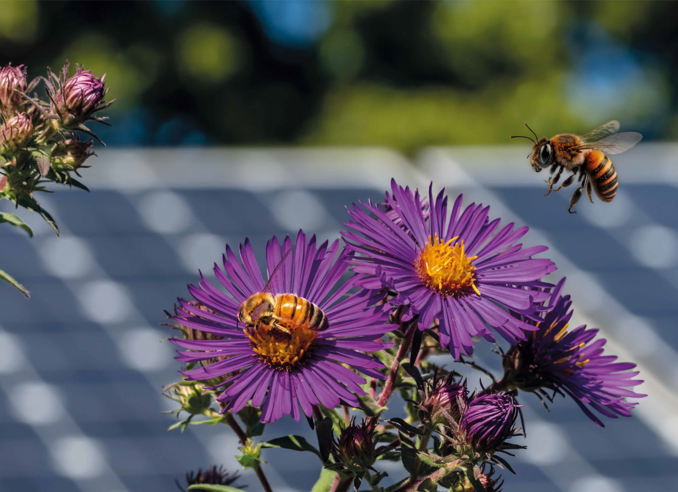 Falck Renewables Sustainable Community Portal